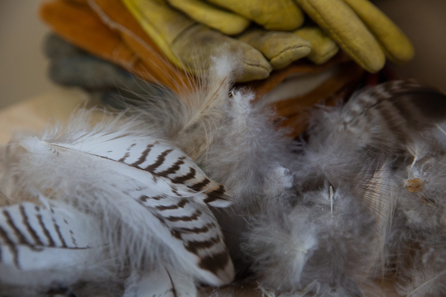 Eagle Aviary – Yakama Nation Wildlife Resource Management Program