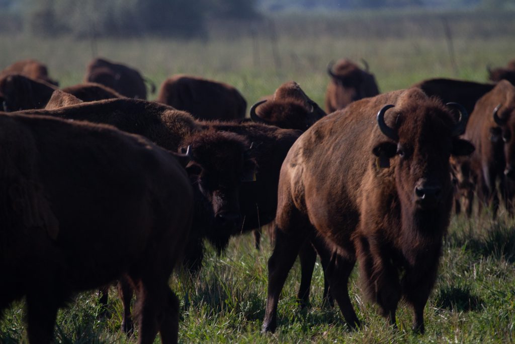 Yakama Nation Wildlife Resource Management Program