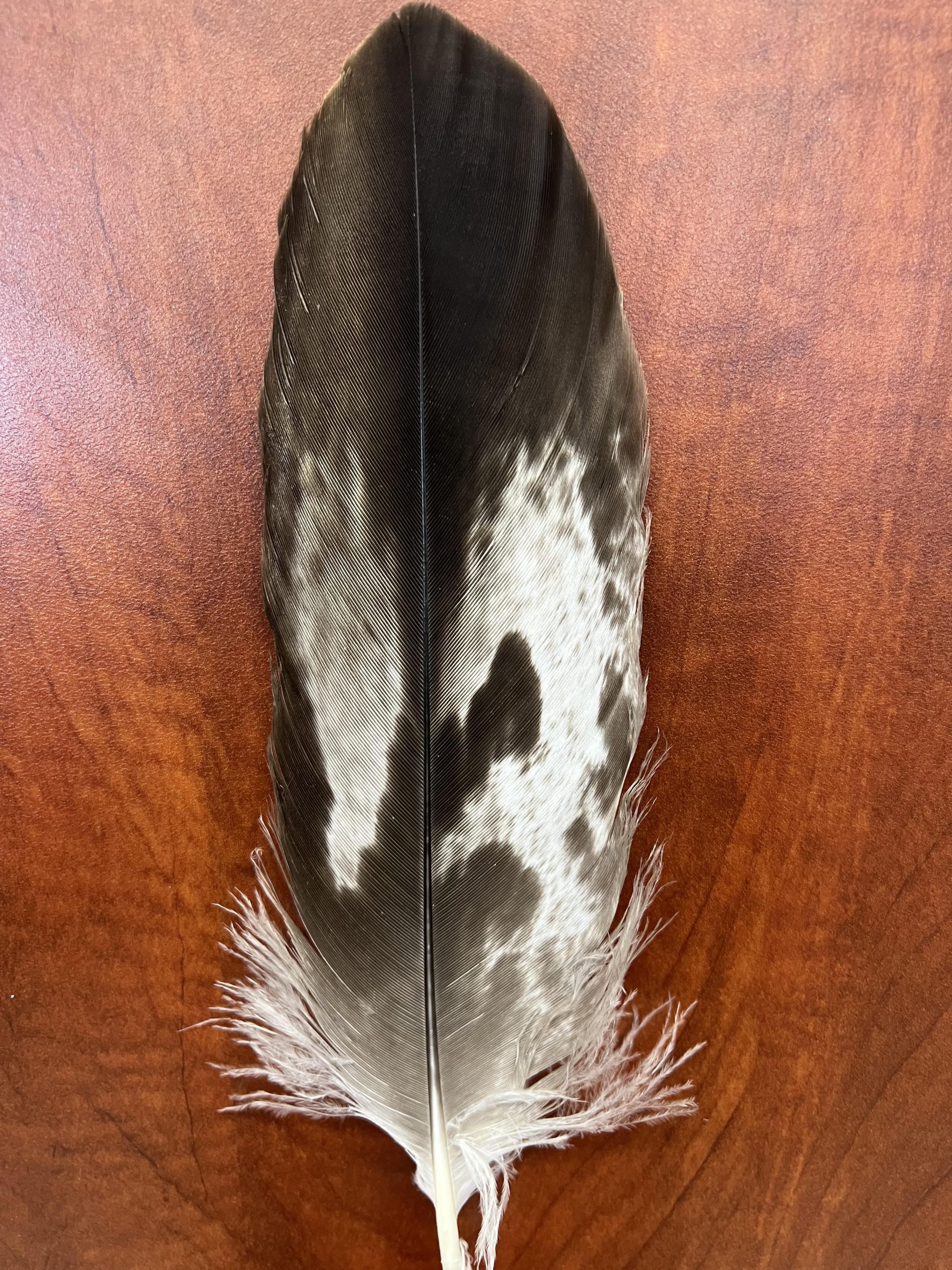 Eagle Aviary – Yakama Nation Wildlife Resource Management Program