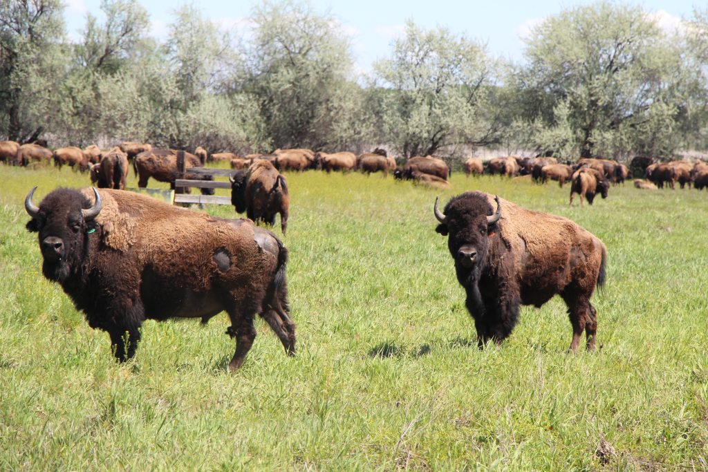 Big Game & Bison – Yakama Nation Wildlife Resource Management Program
