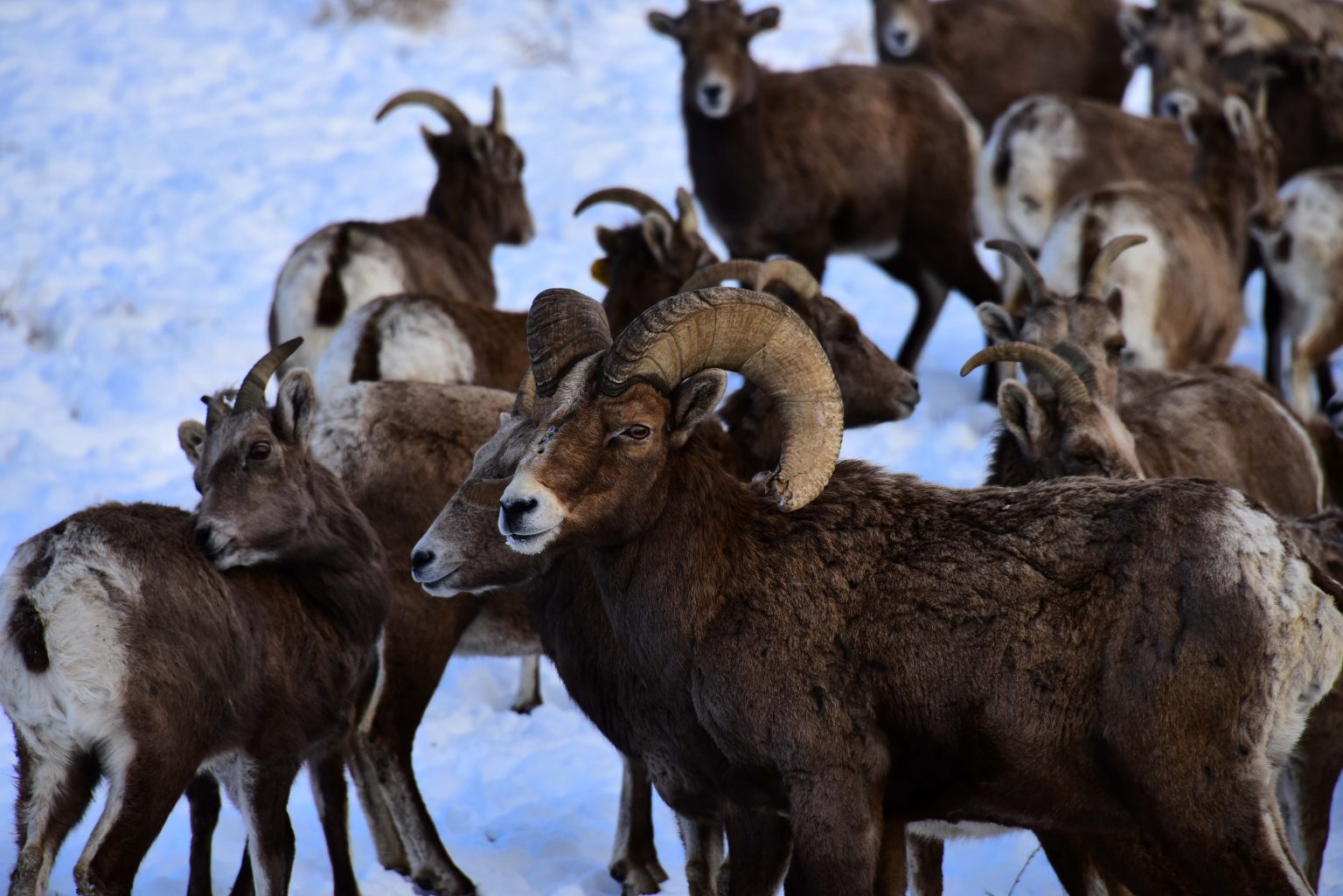 Yakama Nation Wildlife Resource Management Program