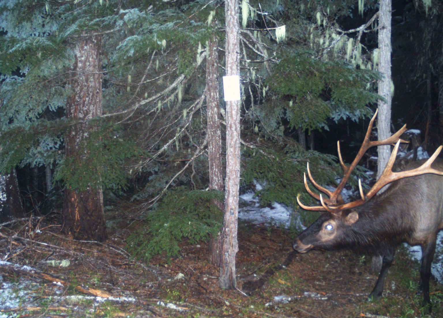 Elk – Yakama Nation Wildlife Resource Management Program