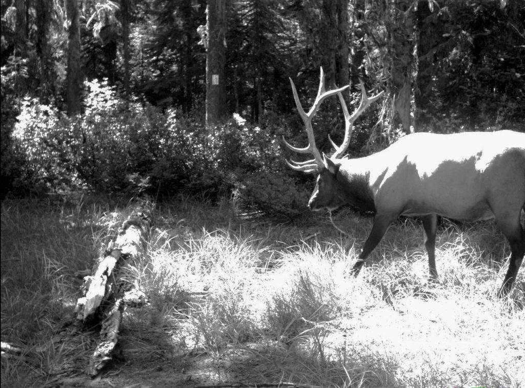 Elk – Yakama Nation Wildlife Resource Management Program