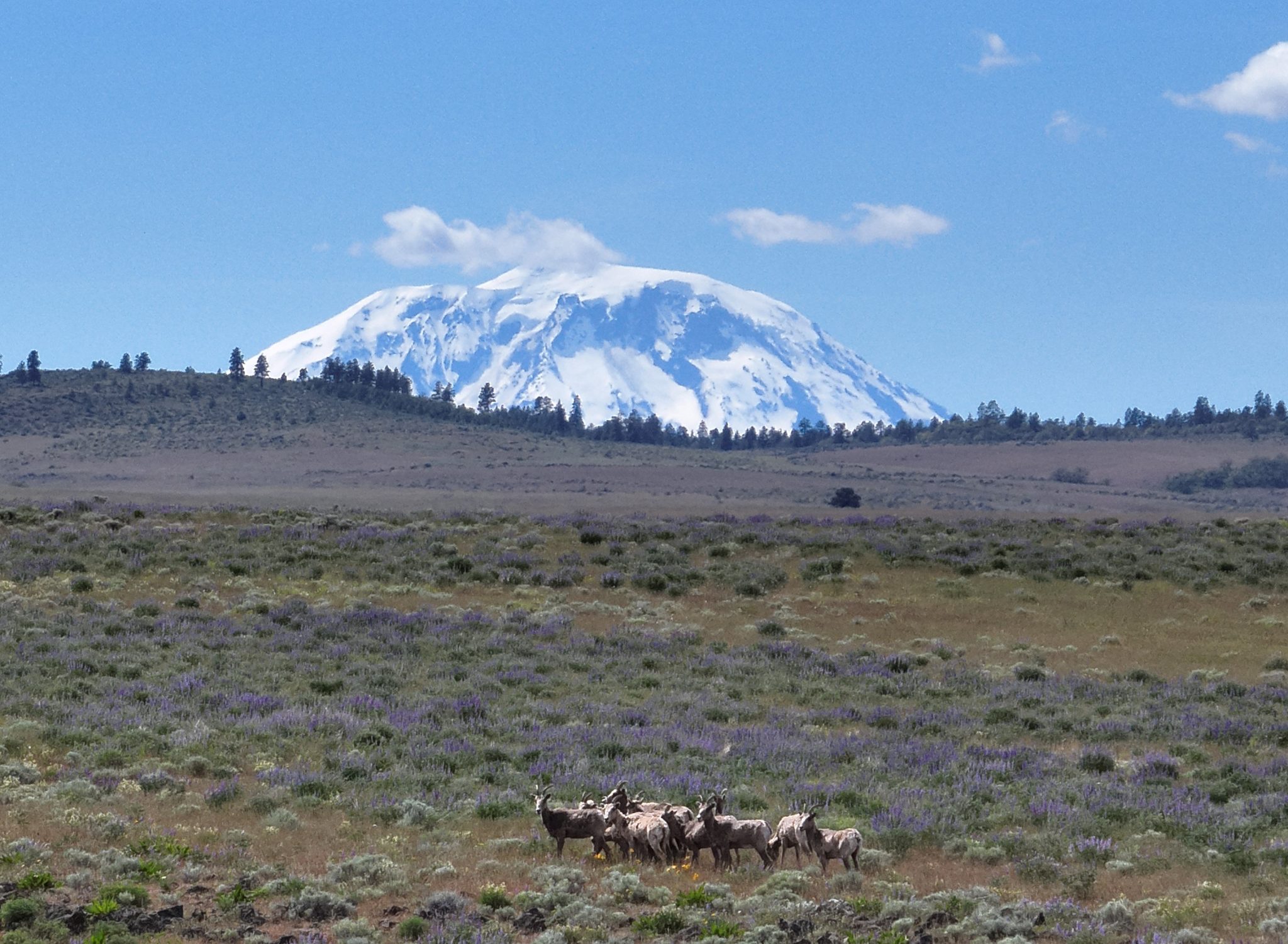 Big Game & Bison – Yakama Nation Wildlife Resource Management Program