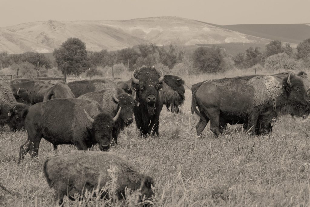 Bison – Yakama Nation Wildlife Resource Management Program